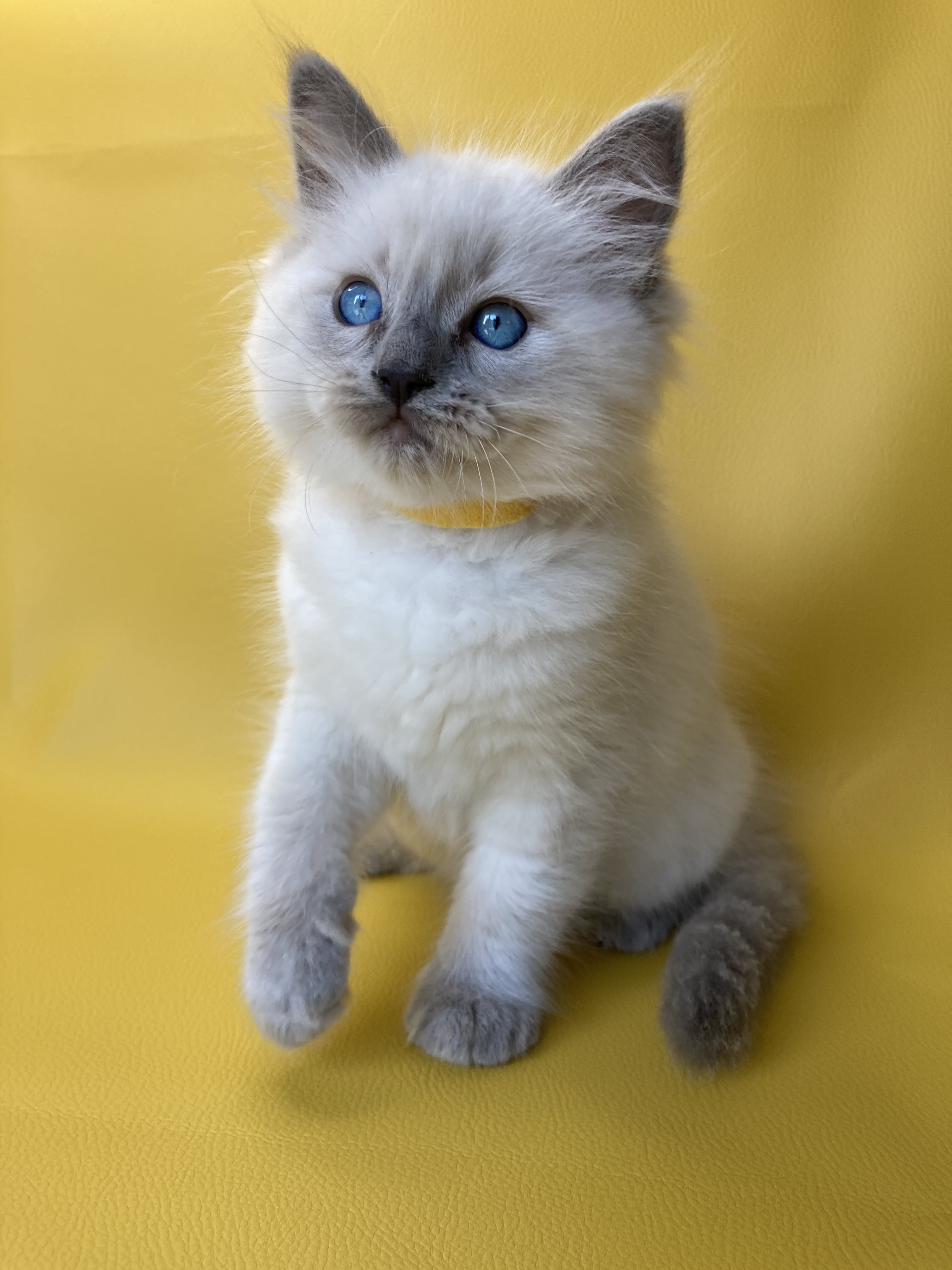 Ragdoll Blue Point Mitted