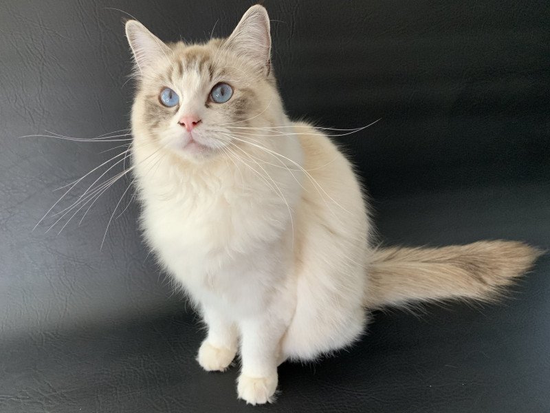 Éleveurs de Ragdolls, nous vous racontons notre parcours.