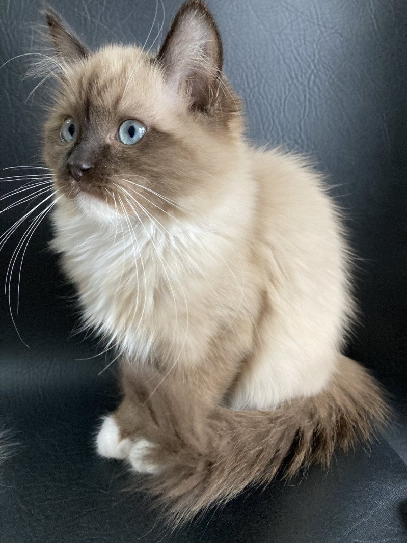 Éleveurs de Ragdolls, nous vous racontons notre parcours.